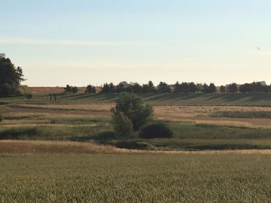 Bild #493646 från Ringsted, Danmark - Marulk - Reseguiden