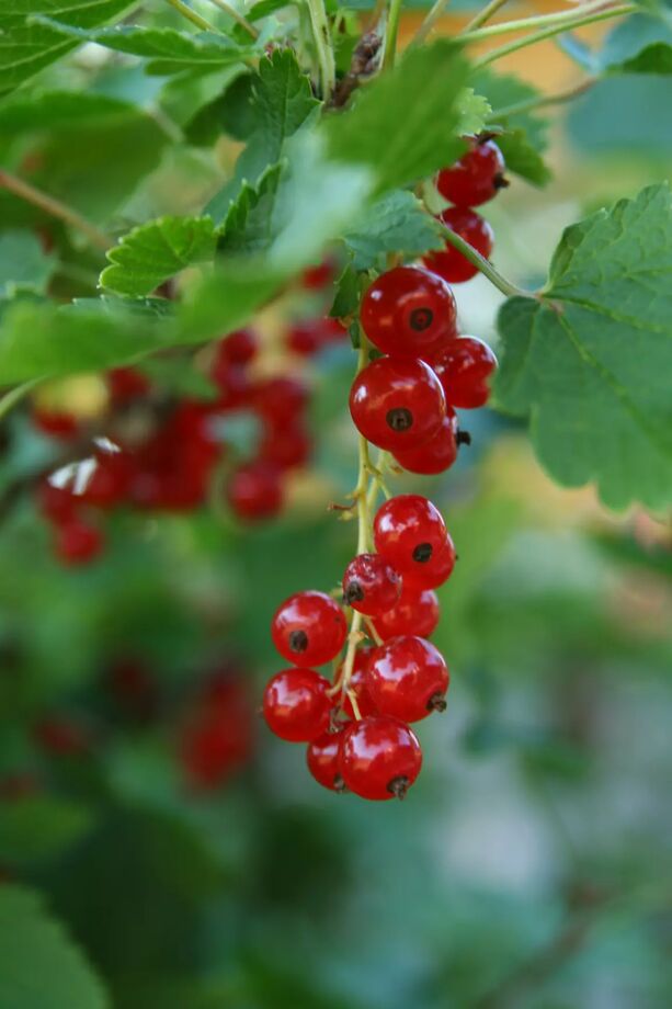 Röda vinbär - Sverige - Emmsan - Reseguiden