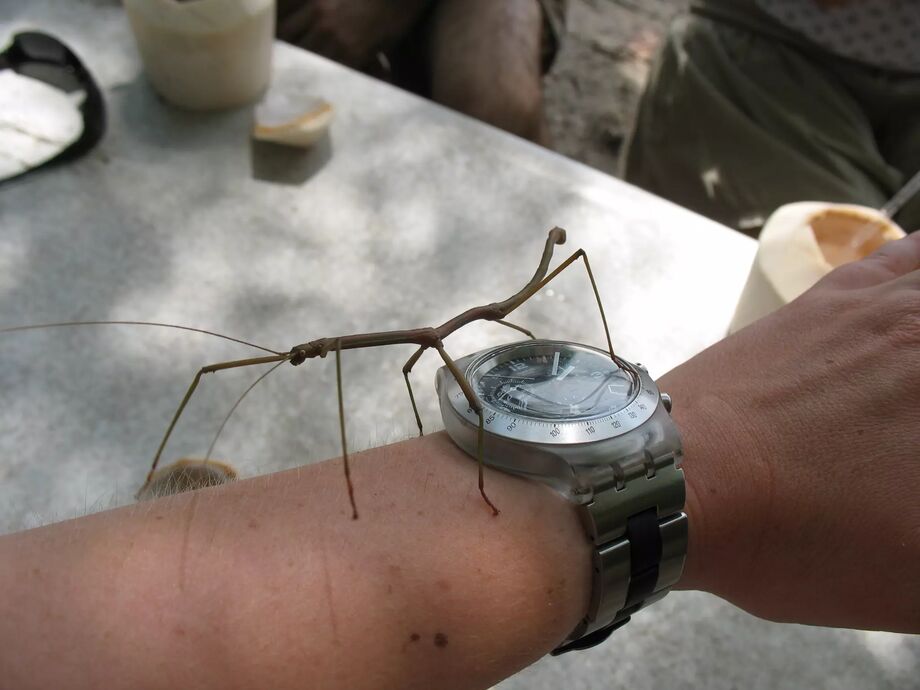 Närkontakt med vandrande pinne - Singapore - Ziesta - Reseguiden