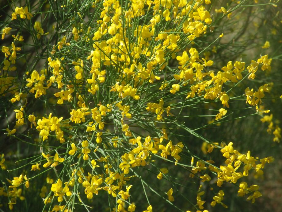 Gula blommor - Zafferana Etnea, Sicilien, Italien - Emmsan - Reseguiden