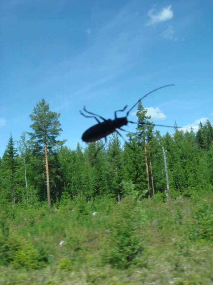 Oönskad liftare - Sverige - Catti - Reseguiden