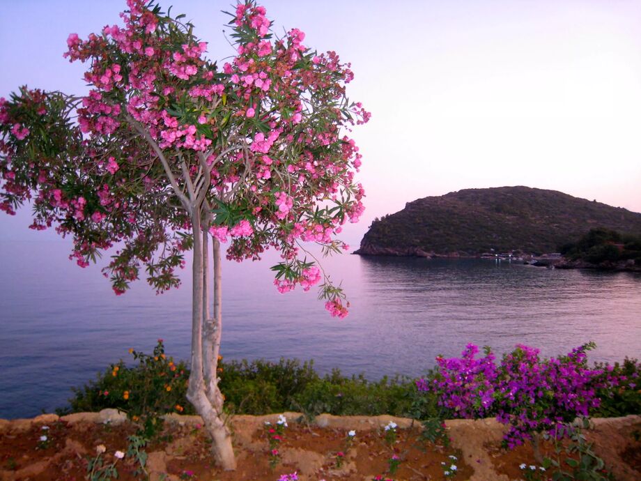 Bild #384091 från Turkiet - Tiniwini - Reseguiden