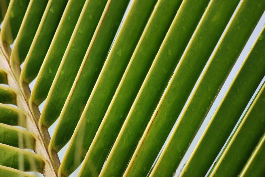 Palm leafe - Tobago, Trinidad och Tobago - Enjoytheworld - Reseguiden