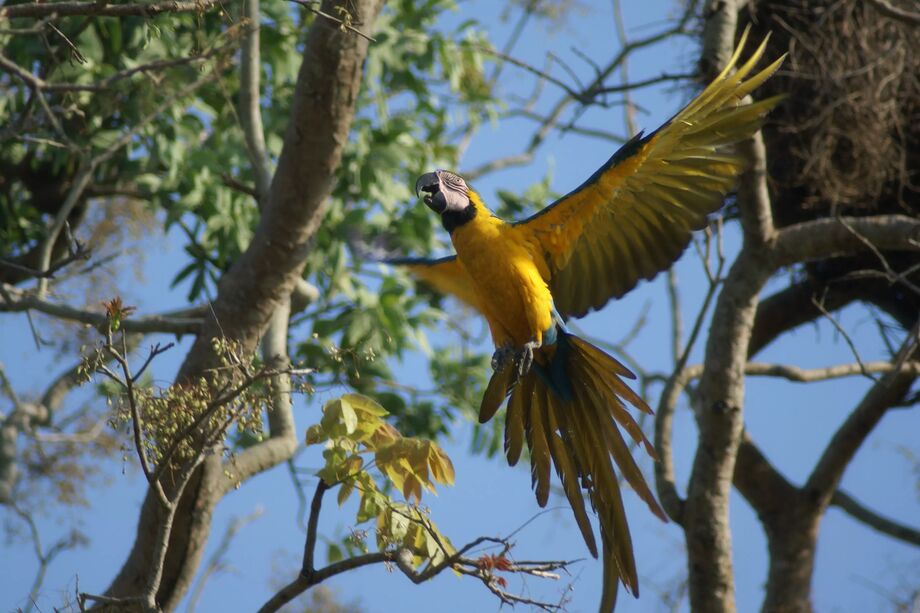 Ara papegoja - Brasilien - Istegurra - Reseguiden