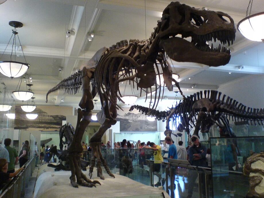 T-rex - New York, New York State, USA - Resepiraterna - Reseguiden