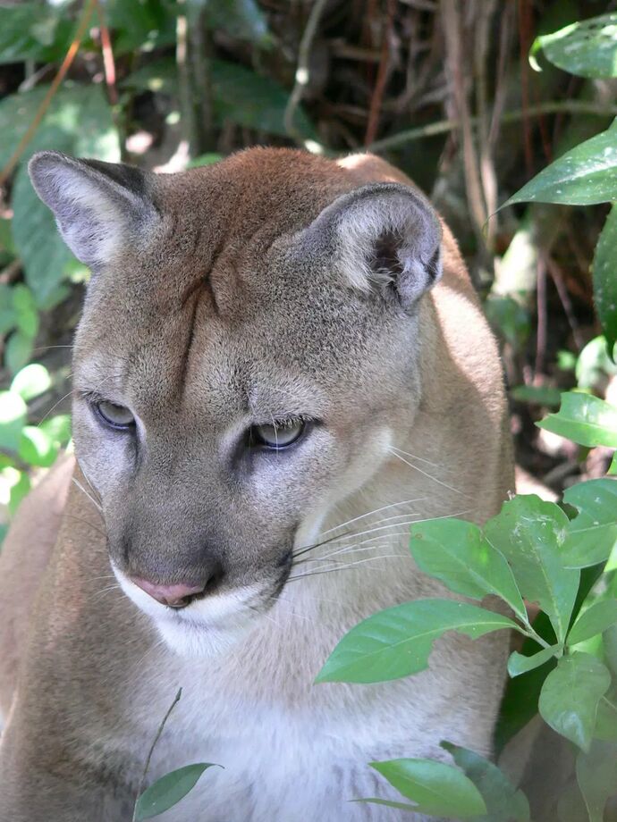 Puma - Belize - Wahlen - Reseguiden