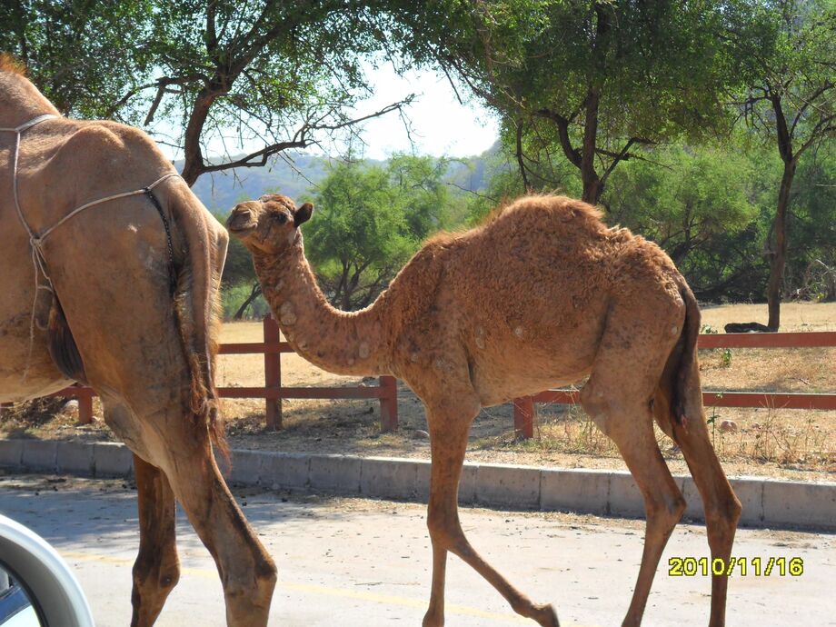 Kameler i Wadi Derbat - Oman - Peroerik - Reseguiden