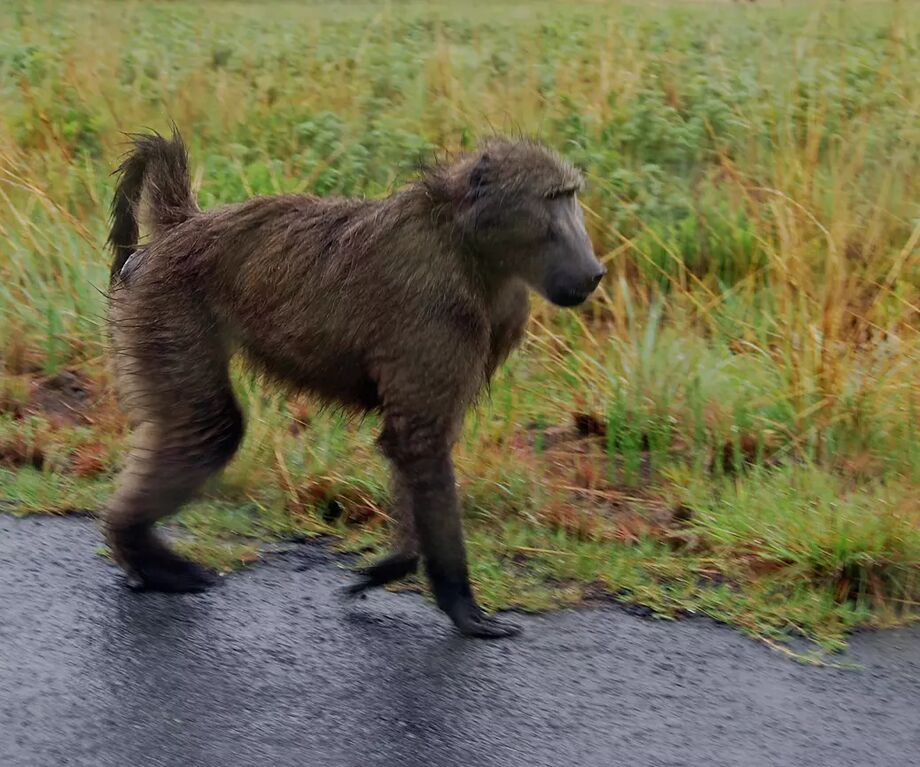 Babianer vid Royal Natal - Sydafrika - Desires - Reseguiden