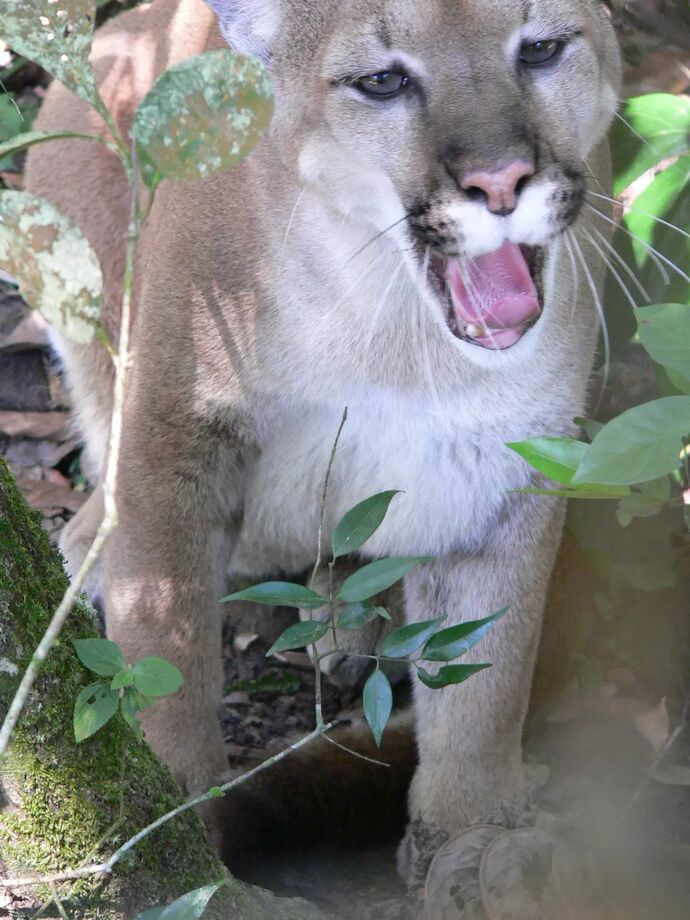 Puma - Belize - Wahlen - Reseguiden