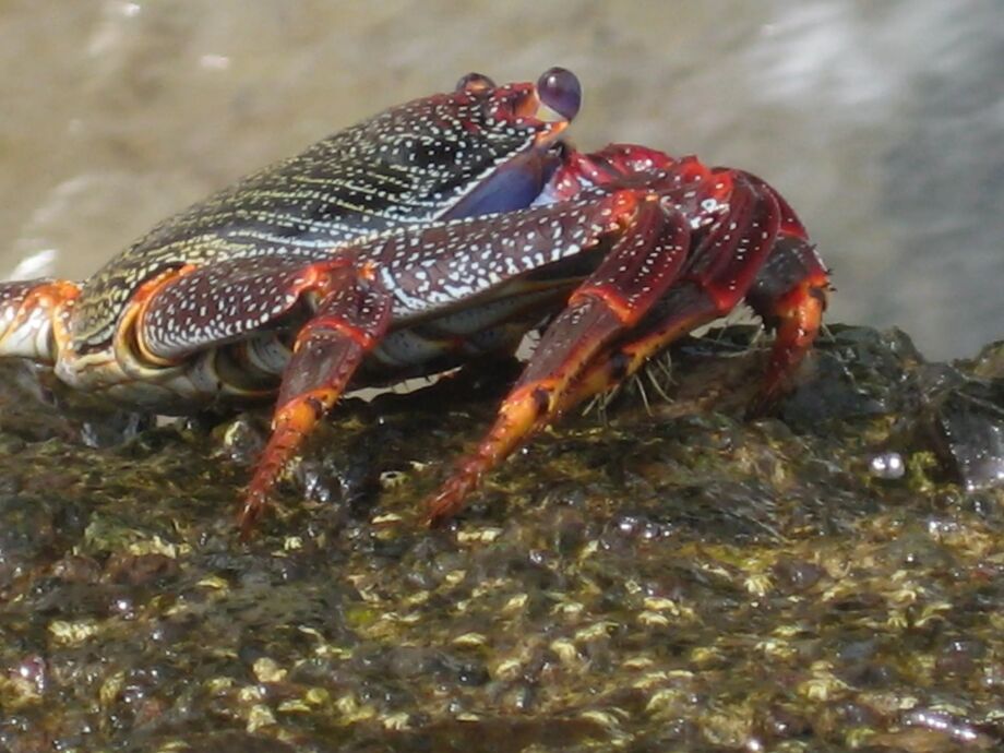 Krabbor - Arguineguin, Gran Canaria, Kanarieöarna, Spanien - Esselde ...