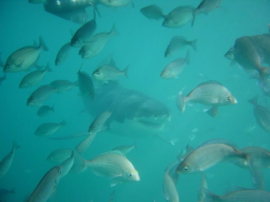 Bruce??? In South Africa?? - Sydafrika - Tigerfish - Reseguiden