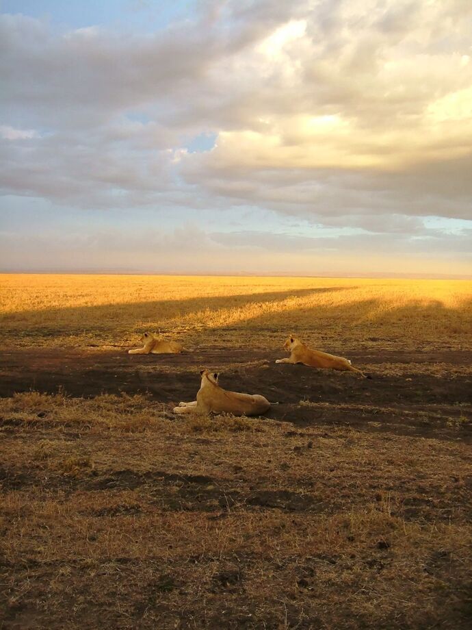 Lejon på Savannen - Kenya - Boekka - Reseguiden