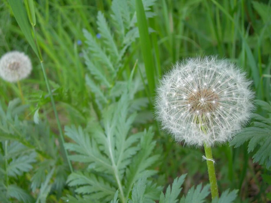 Maskros boll - Borlänge, Dalarna, Sverige - Travelman - Reseguiden