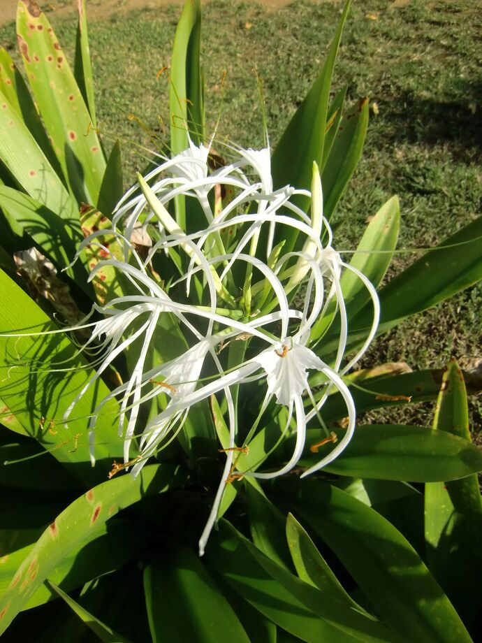 En yvig blomma - Guadeloupe - Riddaren - Reseguiden