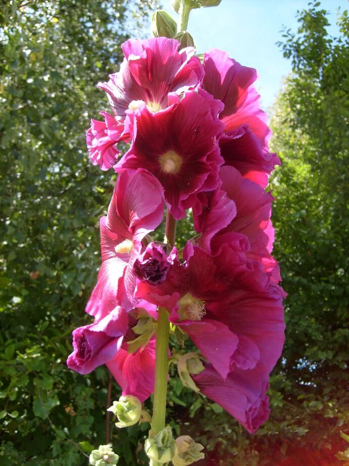 Stockrosor - Malmö, Skåne, Sverige - Ellismellis - Reseguiden