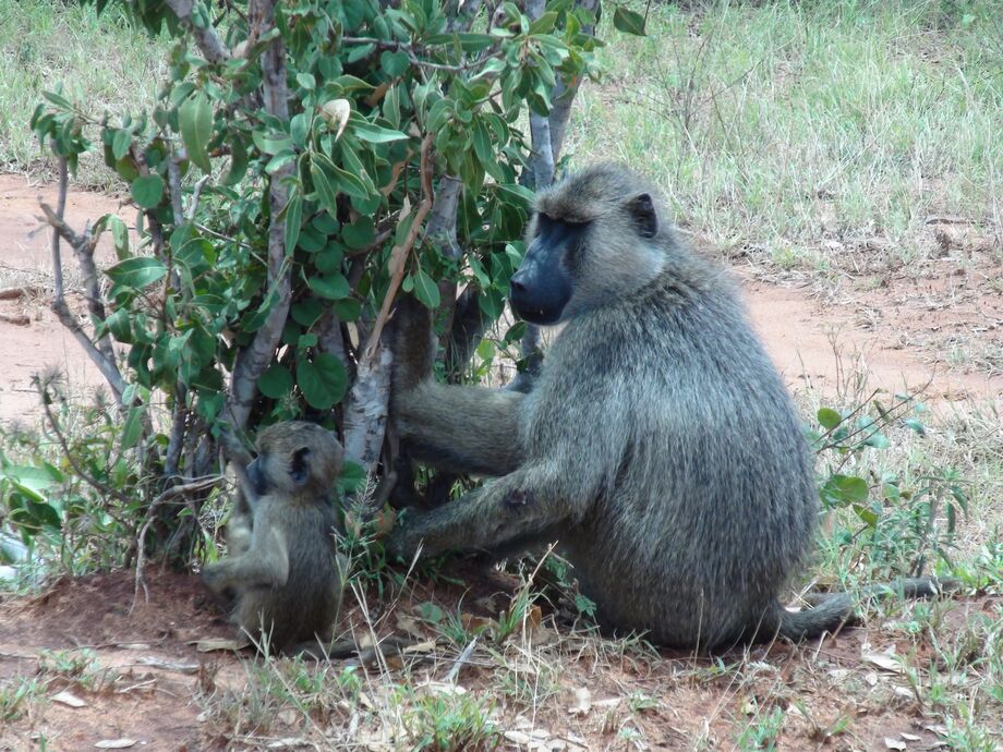 Babian - Kenya - Jambo_habari - Reseguiden