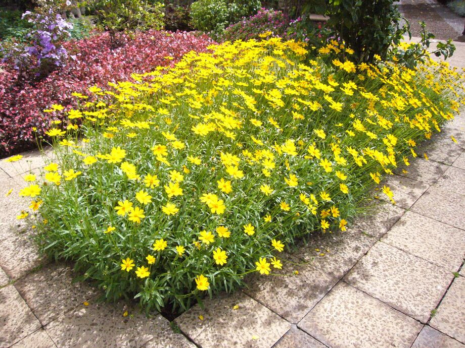 Gula blommor - Madeira, Portugal - Madi - Reseguiden