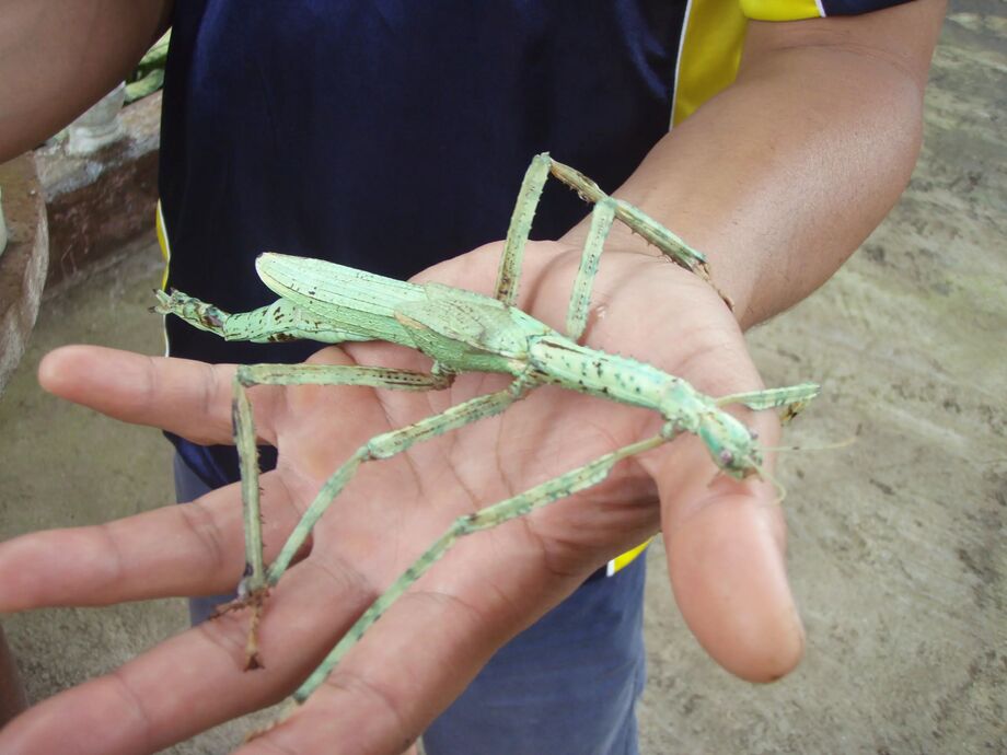 en vandrande liten pinne hehe - Bali, Indonesien - Lindalundstedt ...