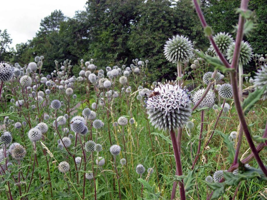 Gråhårig tistel - Sverige - Gbenskar - Reseguiden