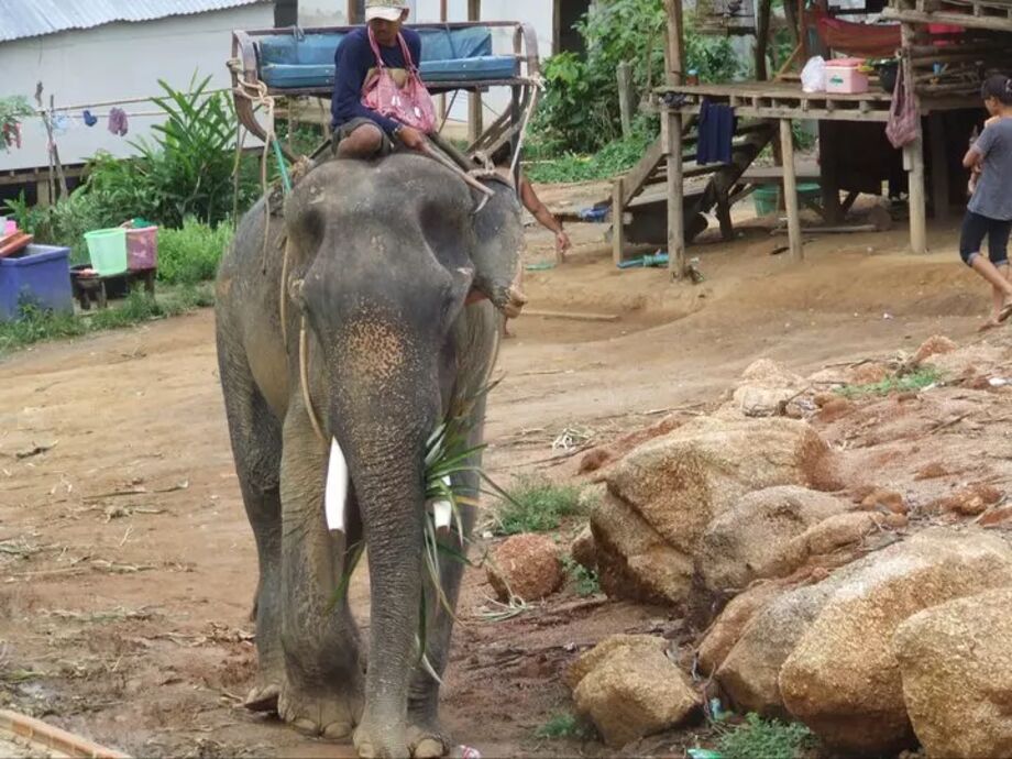 Stor elefant - Phuket, Thailand - Andakess - Reseguiden