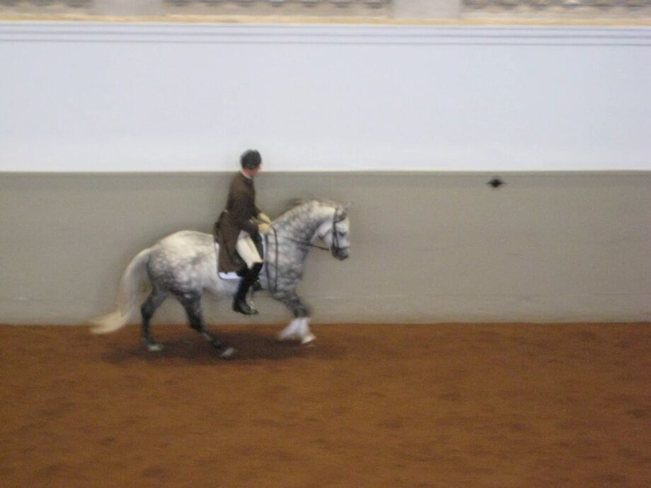 Spanska ridskolan - Wien, Österrike - Peroerik - Reseguiden
