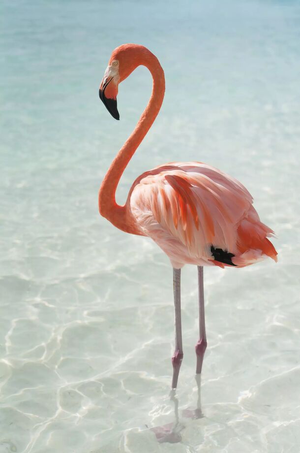 Bild #426945 från Aruba - Lora - Reseguiden