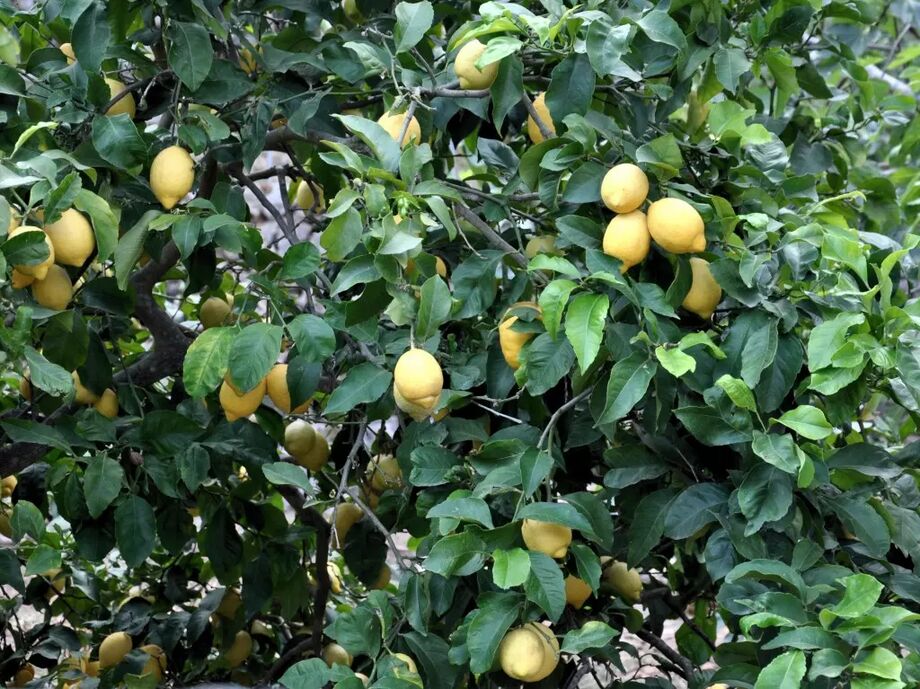 Yes, citroner - Puerto de Soller, Mallorca, Spanien - Touchstone ...