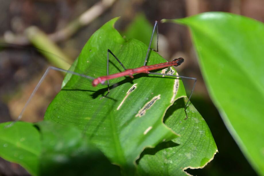 Vandrande pinne - Ecuador - Nikhog - Reseguiden