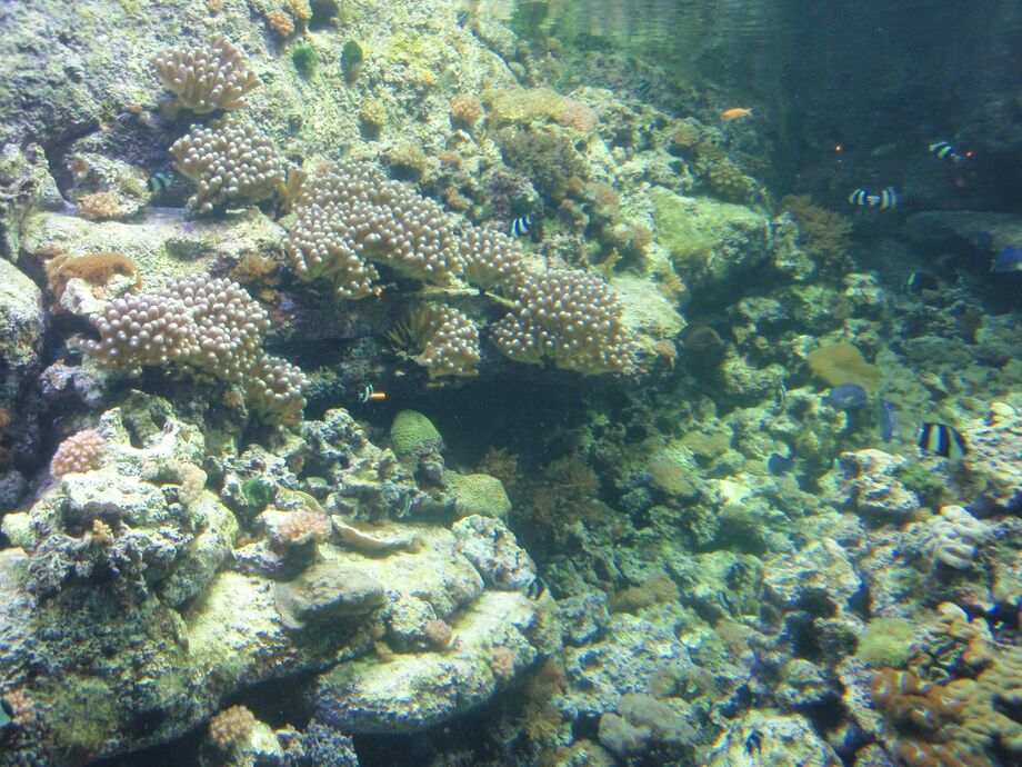 Korall rev - Paris, Frankrike - Tinto - Reseguiden