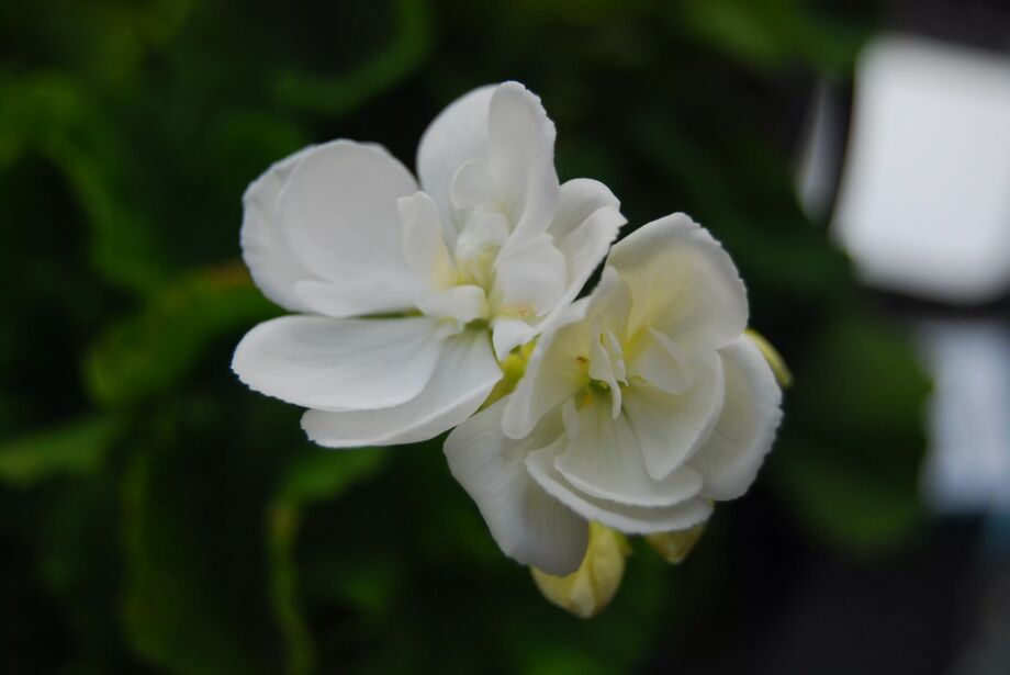 vit Pelargon - Helsingborg, Skåne, Sverige - Mpc - Reseguiden