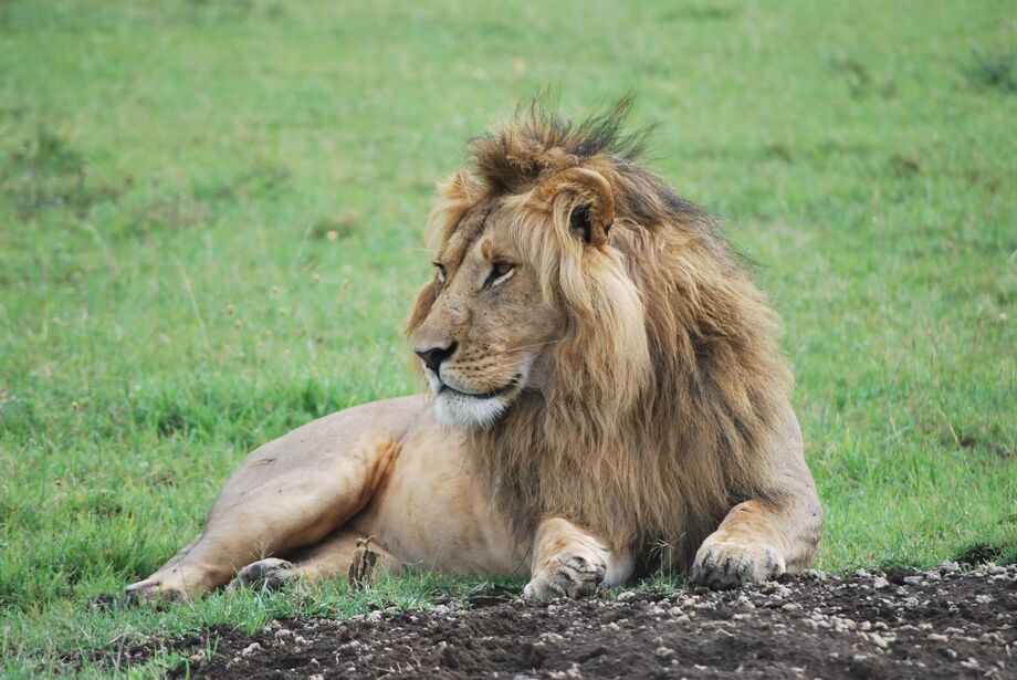 Lejon hane - Masai Mara, Kenya - Asl - Reseguiden