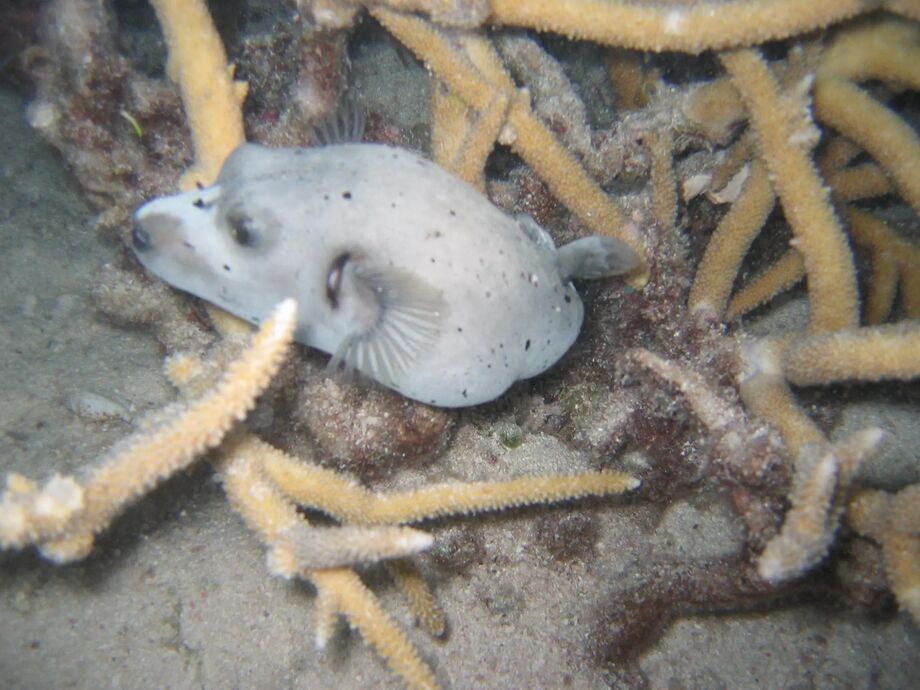 kattfisk har man hört talas om, men hundfisk? - Australien ...