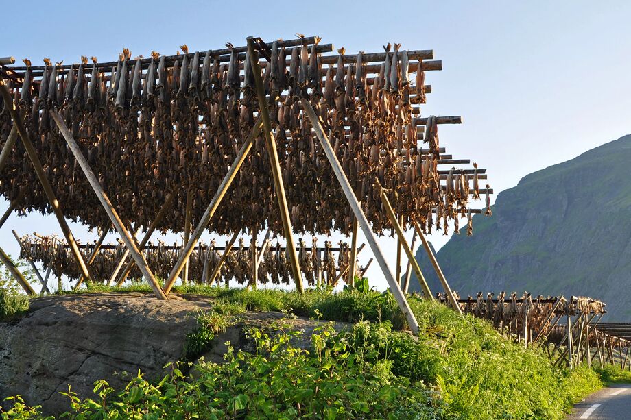 Torrfisk - Lofoten, Norge - Karinlorvik - Reseguiden