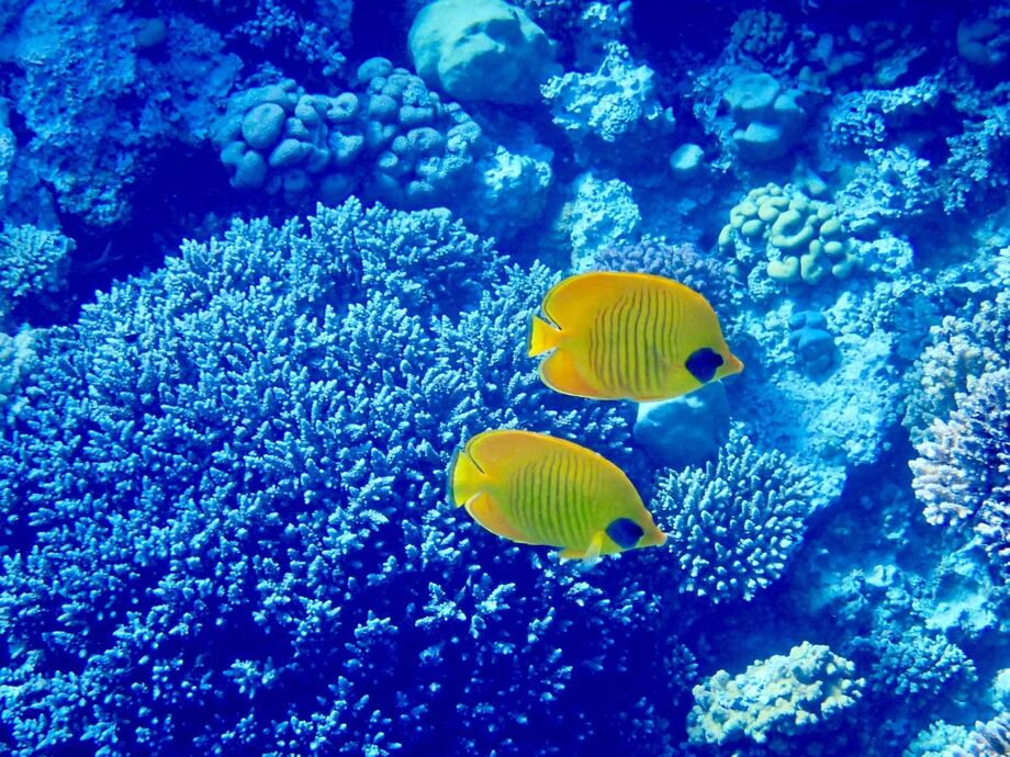Butterfly fish - Makadi Bay, Hurghada, Egypten - Marulk - Reseguiden