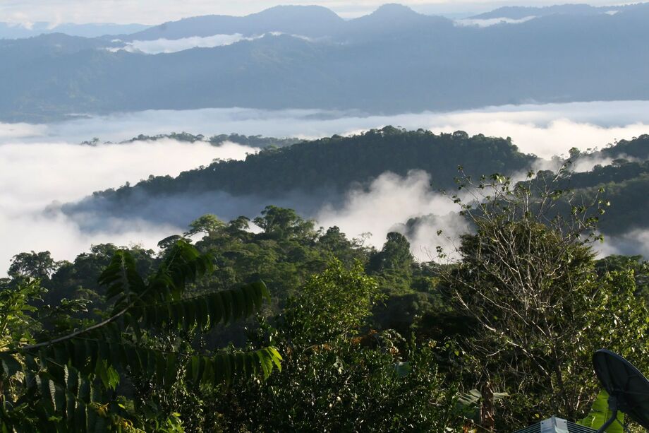 Dis över regnskog - Costa Rica - Fredskrigare - Reseguiden
