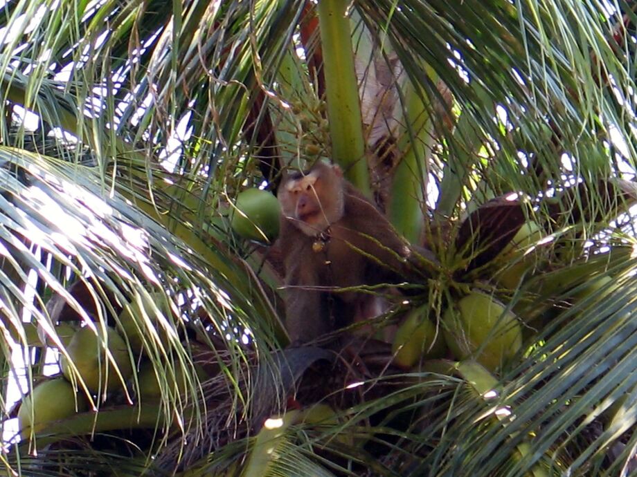 Monkey Show - Koh Samui, Thailand - Leroslover - Reseguiden