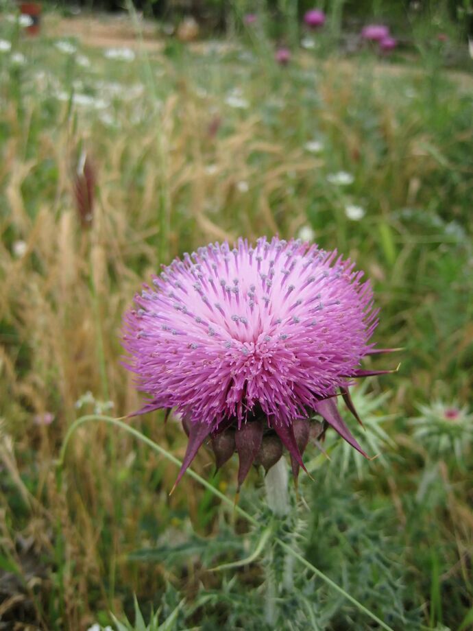 En tistel - Kroatien - Peroerik - Reseguiden