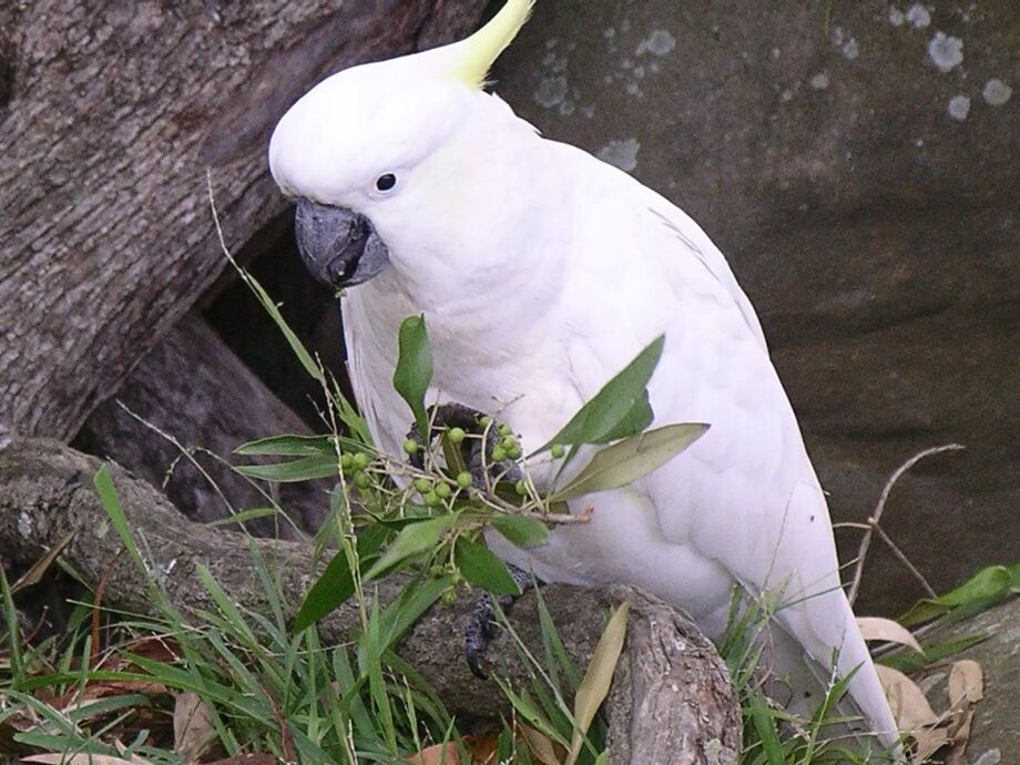 Kakadua - Sydney, Australien - Lenam - Reseguiden