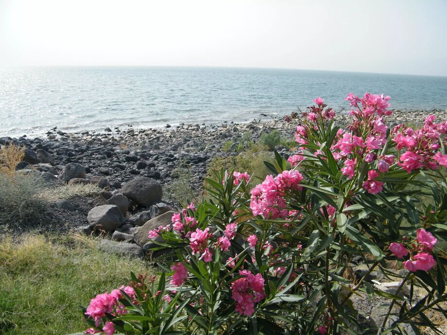 Bild #280050 från Israel - Channah - Reseguiden
