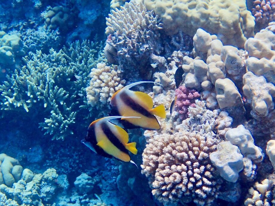 Red Sea banner fish - Makadi Bay, Hurghada, Egypten - Marulk - Reseguiden