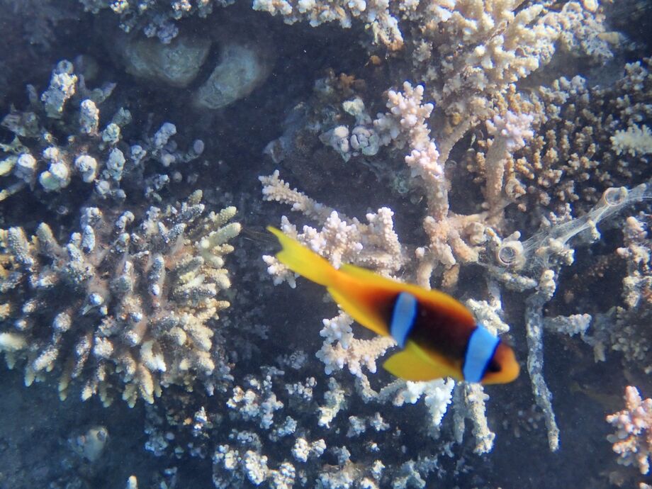 Clown fish - Makadi Bay, Hurghada, Egypten - Marulk - Reseguiden