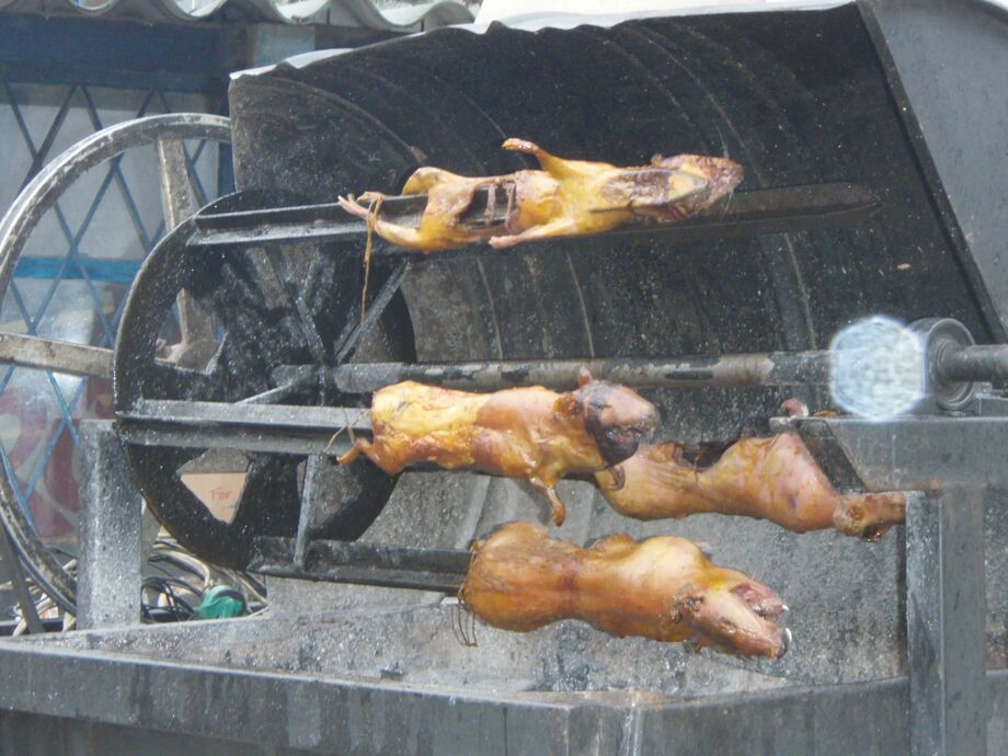 Grillad hamster - Ecuador - Nelkon - Reseguiden