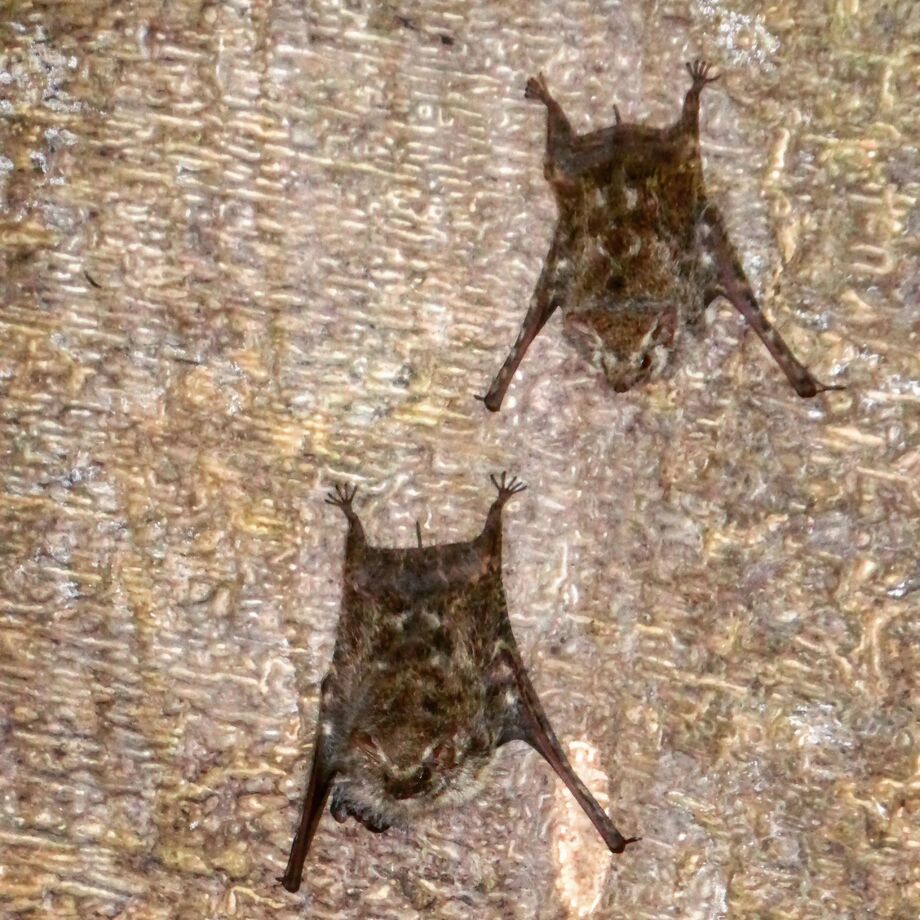 Small bats on a tree - Peru - Marywood - Reseguiden