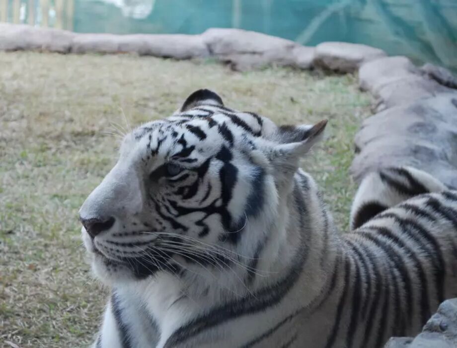 Vit tiger - Tampa, Florida, USA - Crista - Reseguiden