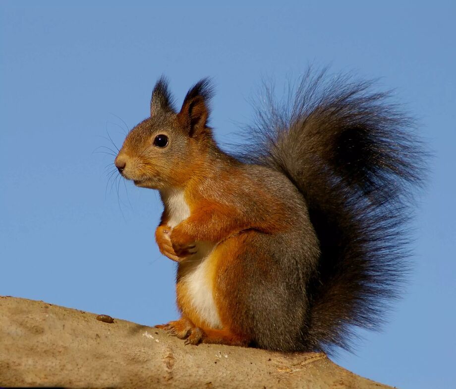 Ekorre mot klarblå himmel - Sverige - Yve - Reseguiden