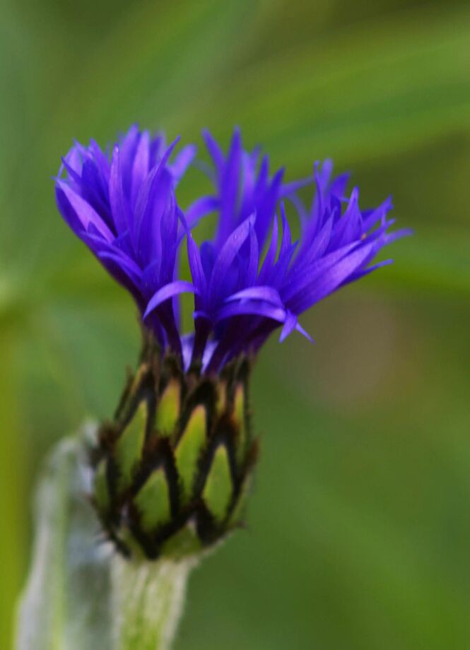 Tistel - Sverige - Yve - Reseguiden