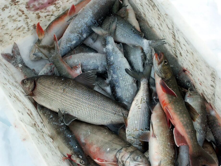 Iskall röding - Sverige - Marit - Reseguiden