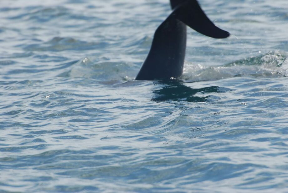Delfin utanför Isla Colón - Panama - Kjellepelle - Reseguiden