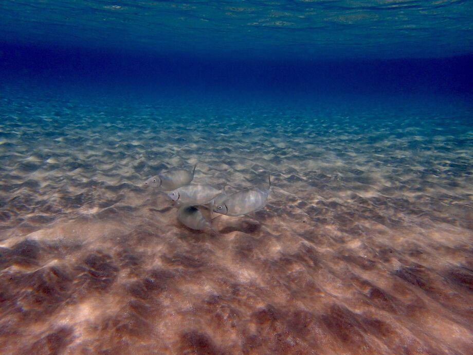 Snapper fish - Makadi Bay, Hurghada, Egypten - Marulk - Reseguiden