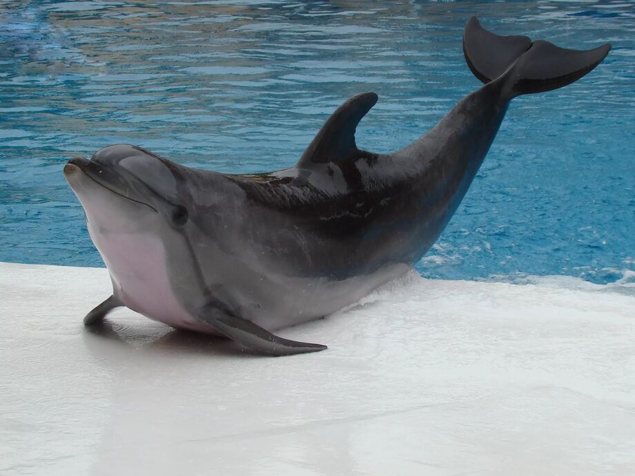 Närbild av delfin - Kusadasi, Turkiet - Micke73 - Reseguiden